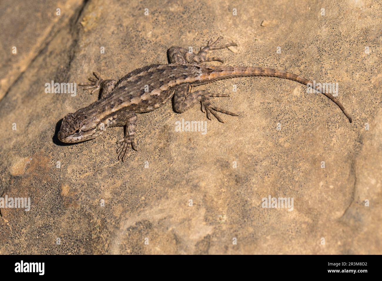 Western Fence Lizard. Emigrant Lake, Ashland, Oregon Stock Photo - Alamy