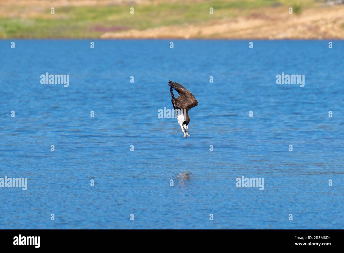 Osprey flying diving in flight. Emigrant Lake, Ashland, Oregon Stock ...