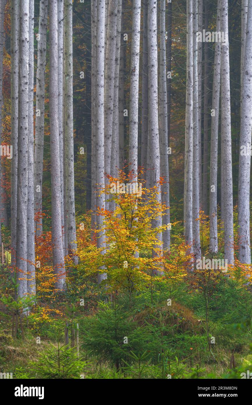 Small hardwood tree with fall colors in front of big conifer tree ...