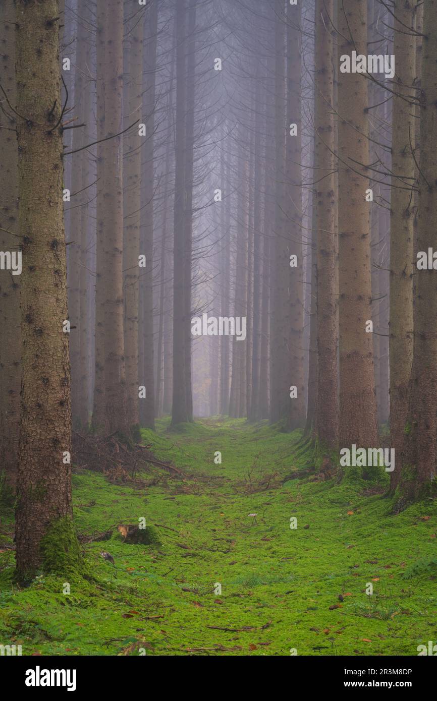 Dark forest path with fog near Biberach Stock Photo - Alamy