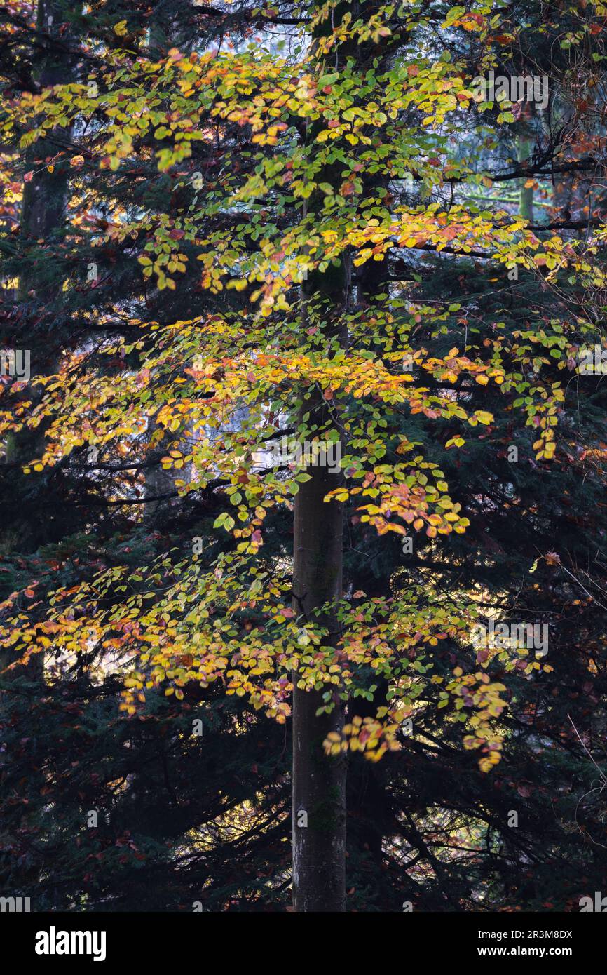Conifer hardwood hi-res stock photography and images - Alamy
