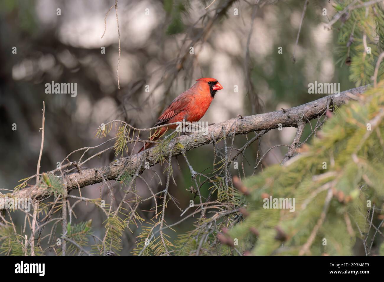 The northern cardinal (Cardinalis cardinalis). Male in spring during ...