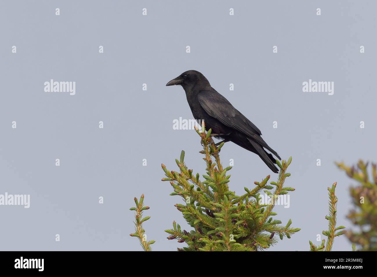 The American crow (Corvus brachyrhynchos) sitting on top of a tree ...