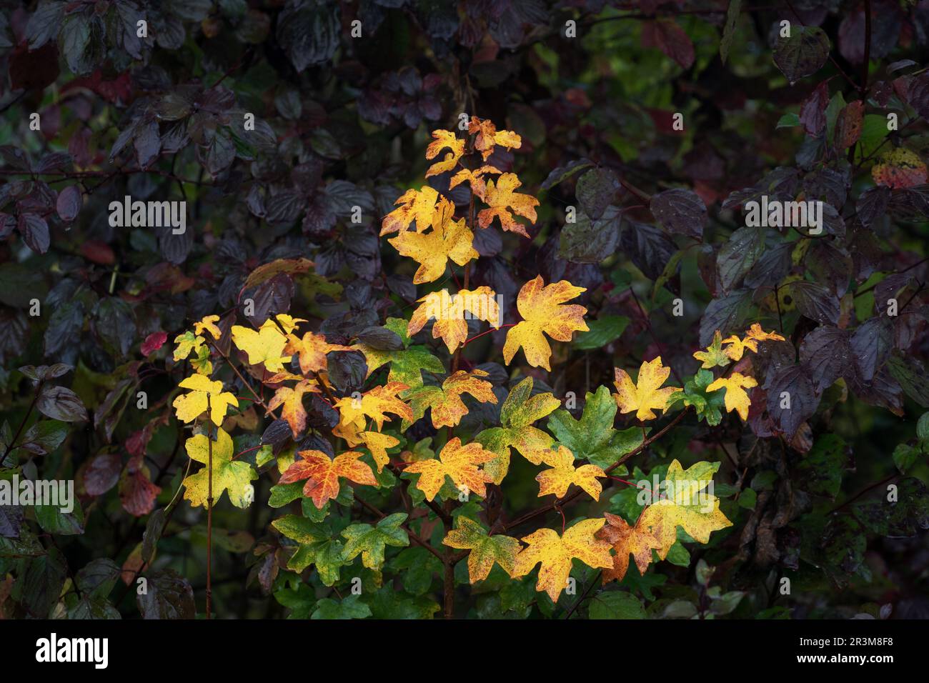 Branch with fall colors in front of dark background Stock Photo - Alamy