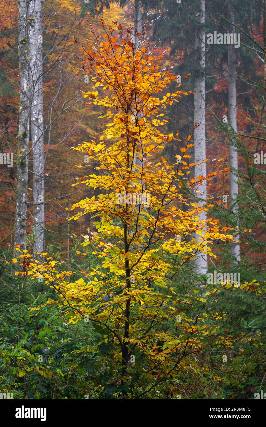 Single small hardwood tree in a woodland clearing with fall colors ...