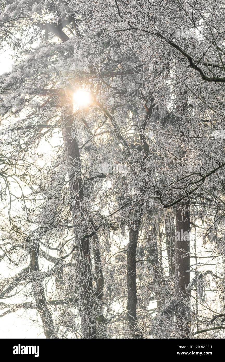 Sun through woodland trees hi-res stock photography and images - Alamy