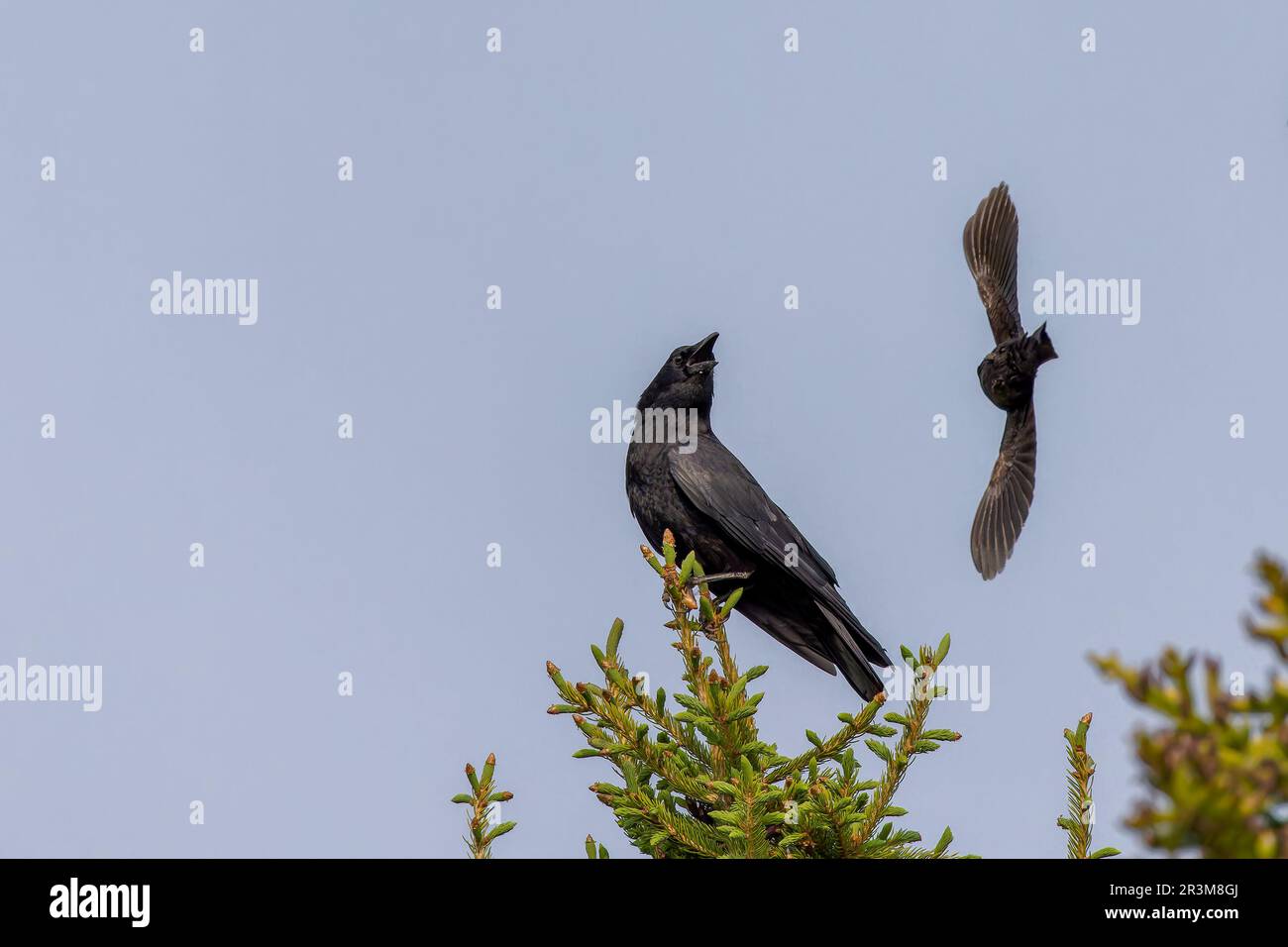 The American crow (Corvus brachyrhynchos) sitting on top of a tree ...