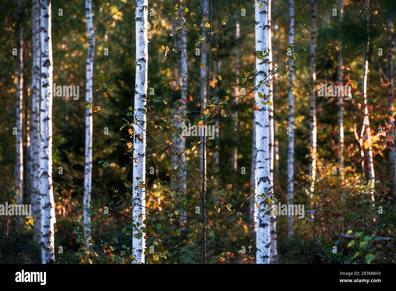 Silver birch trees with sunset light in autumn with fall colors Stock ...