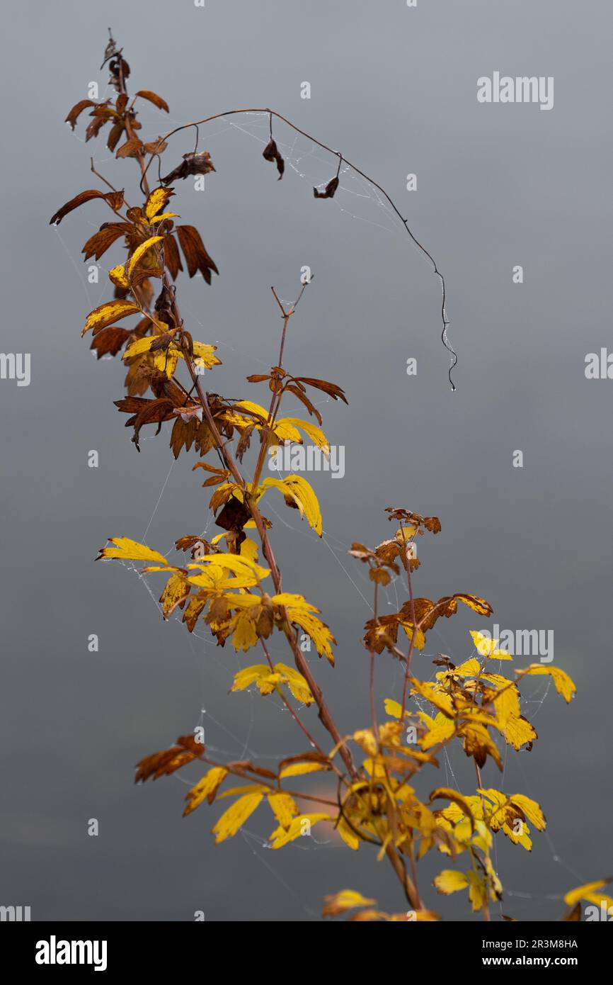 Fog in background hi-res stock photography and images - Alamy