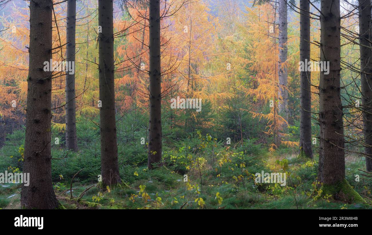 Panorama of larch trees with fall colors with mist in the morning near ...