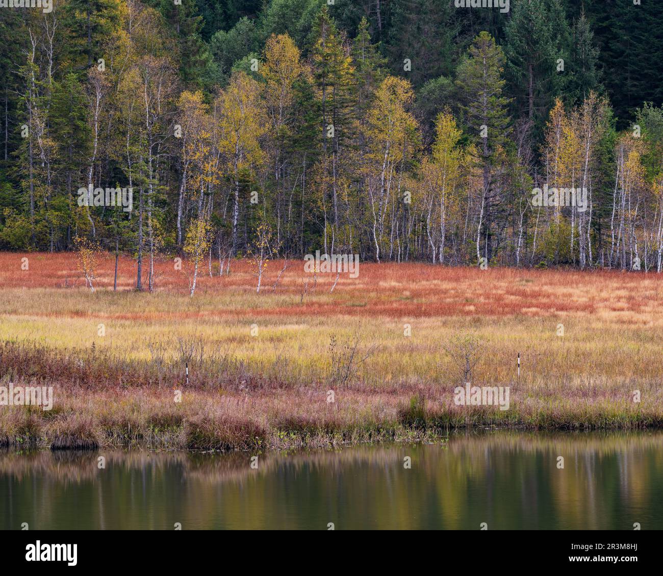 Small silver birch trees hi-res stock photography and images - Alamy