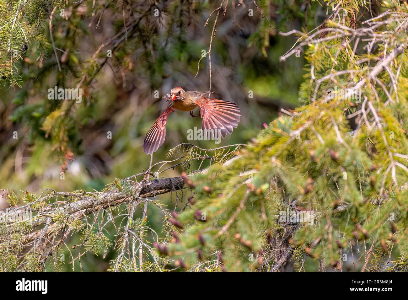 The female northern cardinal brings material for nest building Stock ...