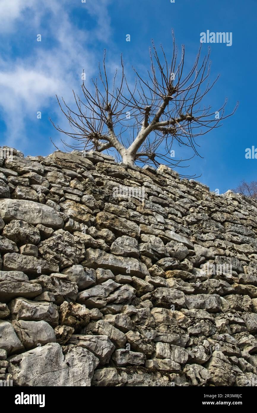 Ancient dry stone wall made of stones with leafless poplar trees ...