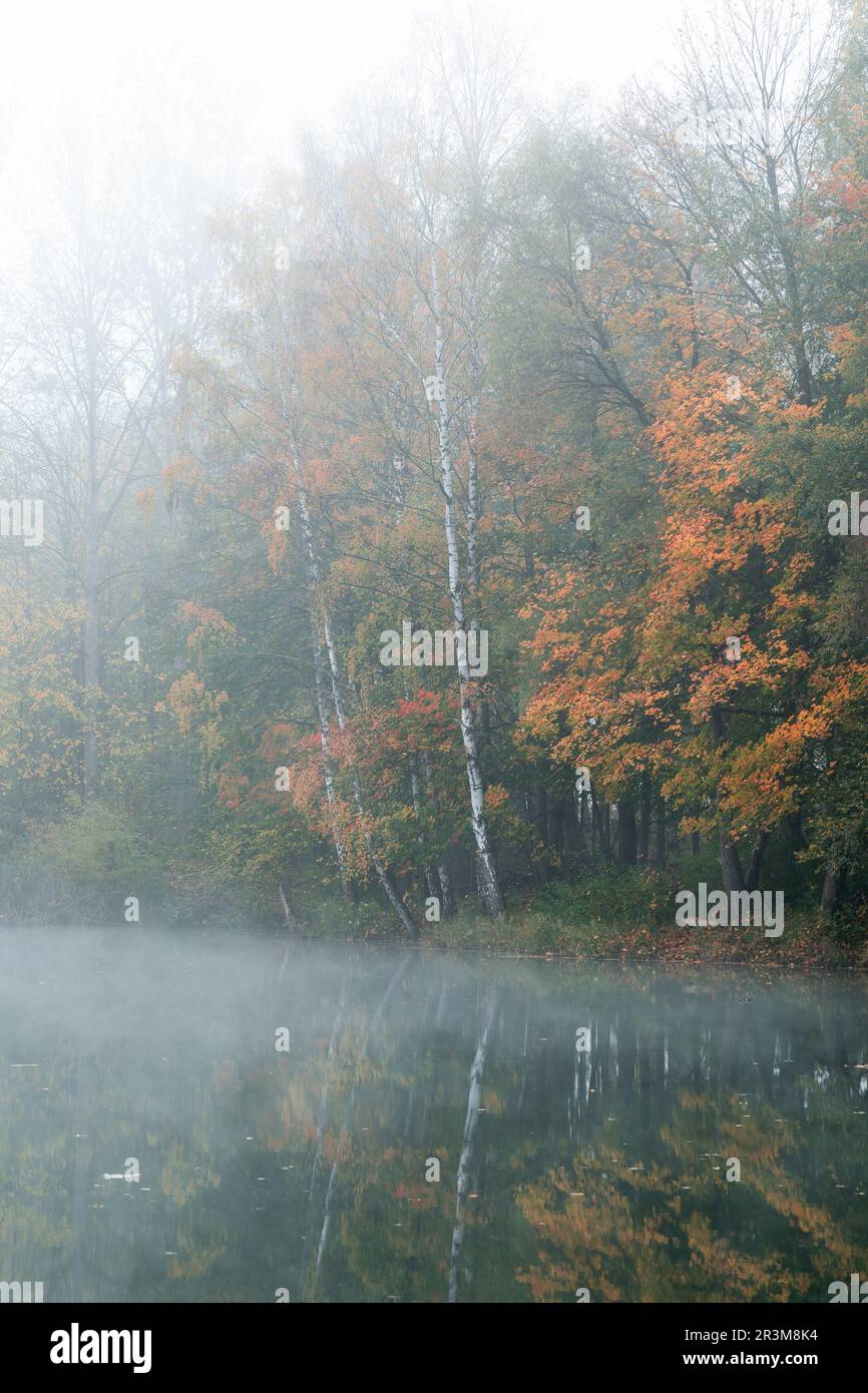 Lake near Ulm with mist and silver birch tree with fall colors Stock ...