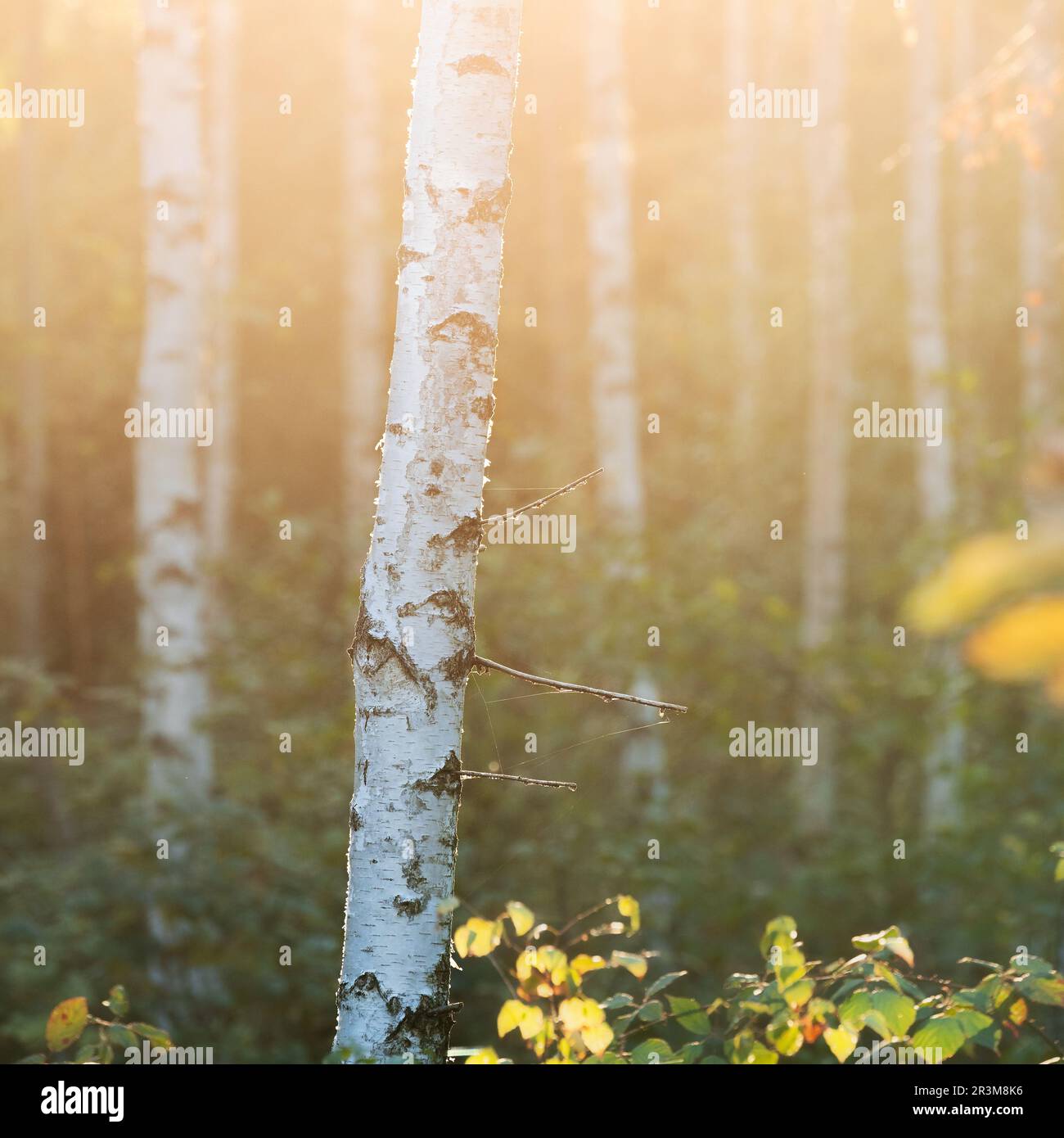 Sunset light peaking through a silver birch tree forest in fall Stock ...