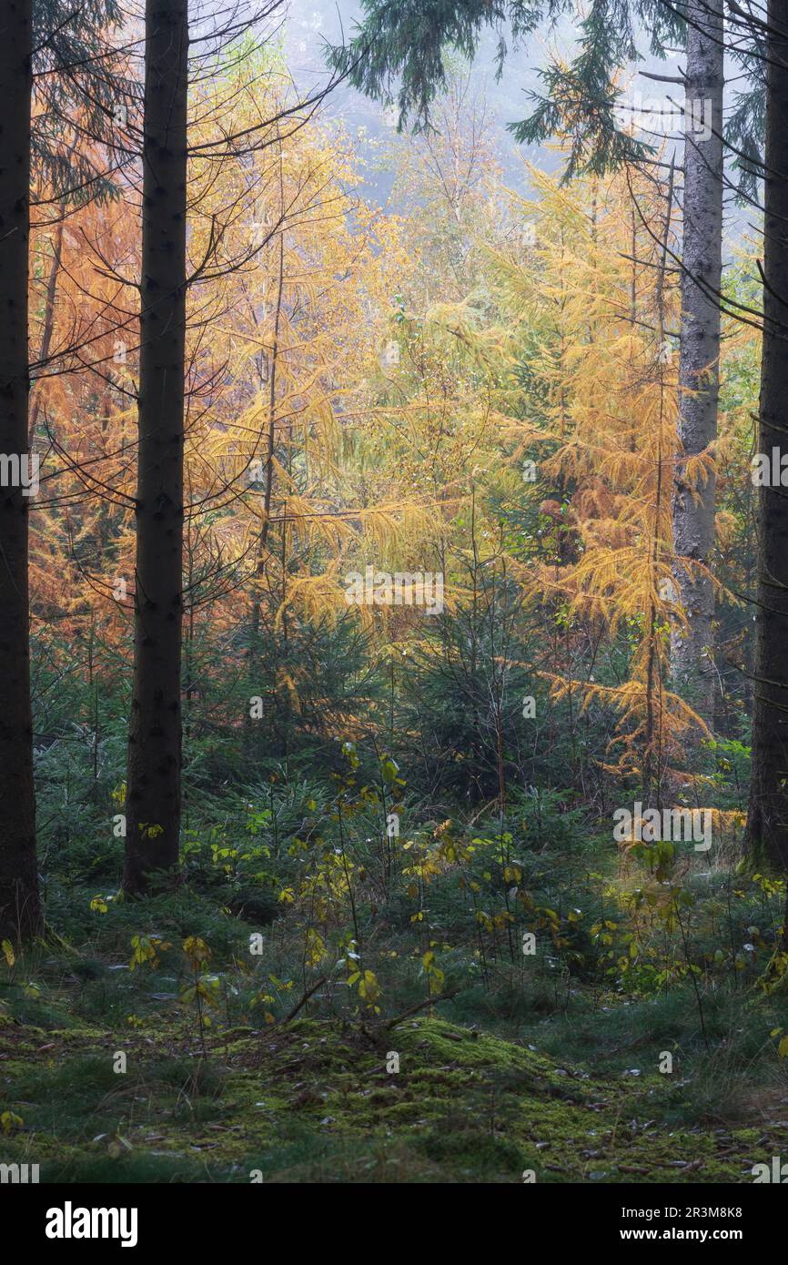 Larch trees with fall colors with mist in the morning near Ulm Stock ...