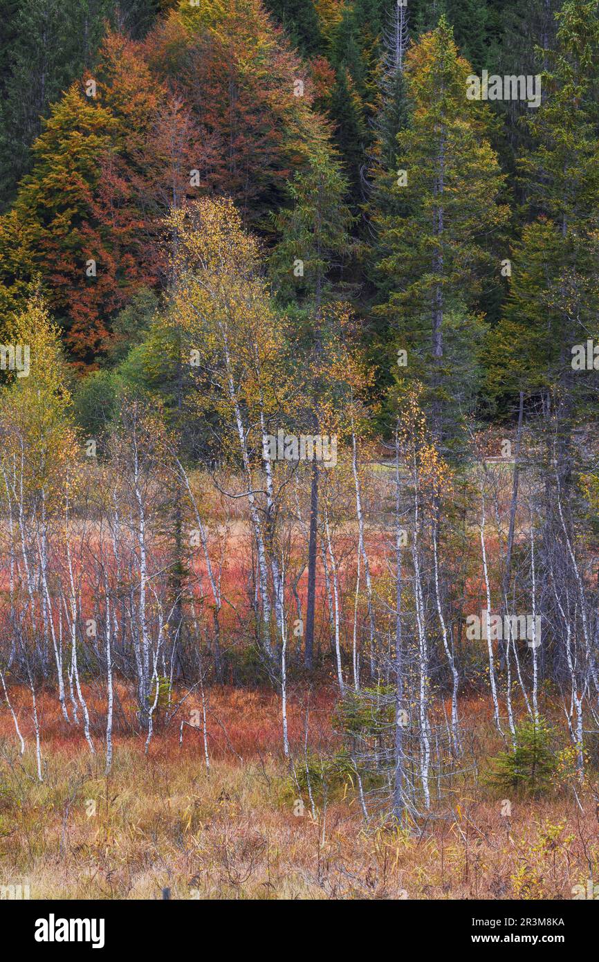 Silver birch trees outside hi-res stock photography and images - Alamy