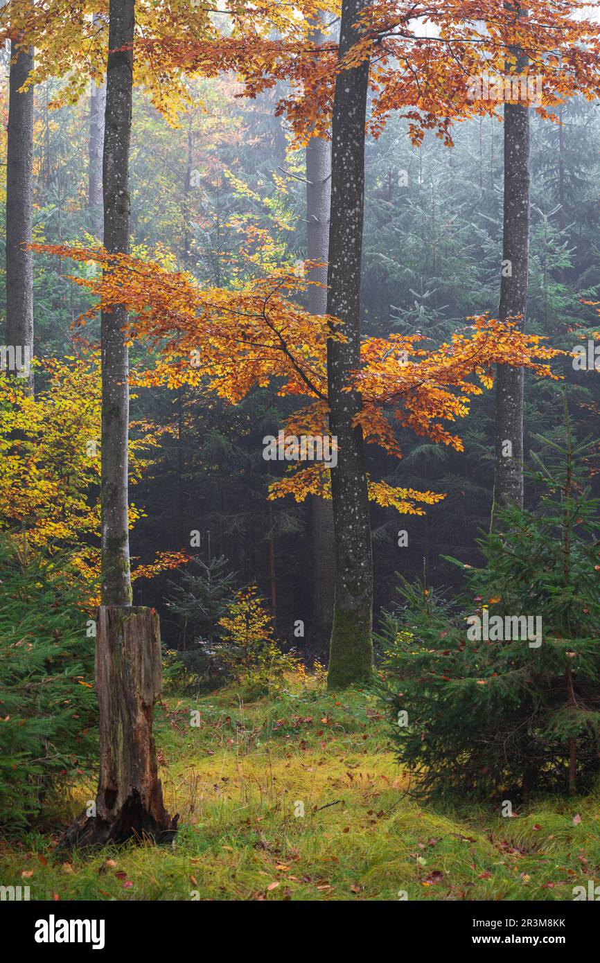Fall colors deep into the forest with fog in the morning in Baden ...
