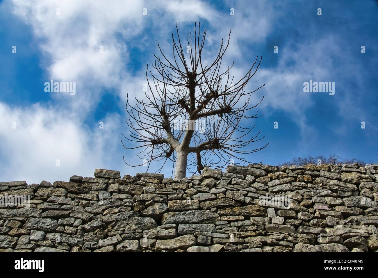Suggestive trees hi-res stock photography and images - Alamy