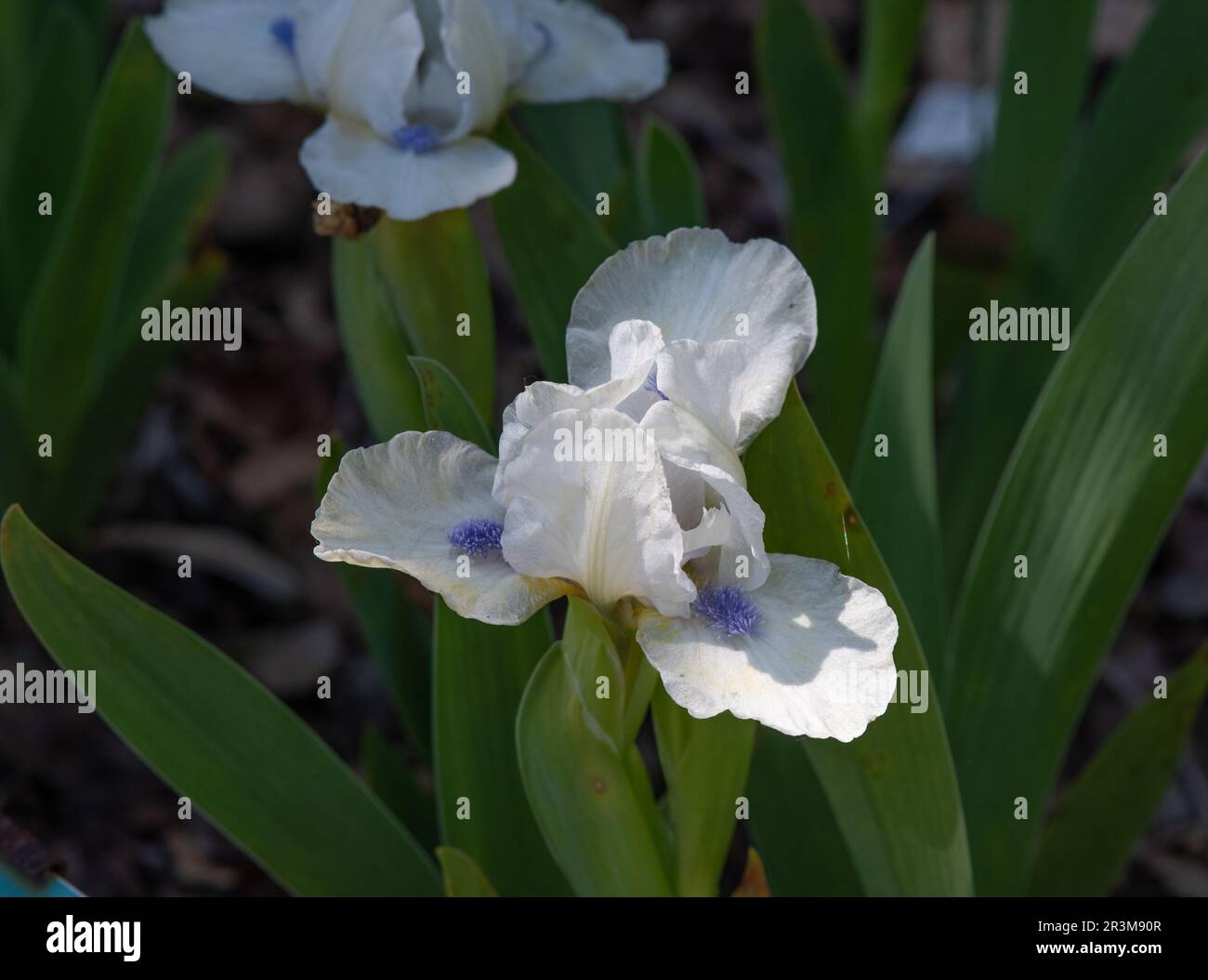 Short iris blue flowers hi-res stock photography and images - Alamy