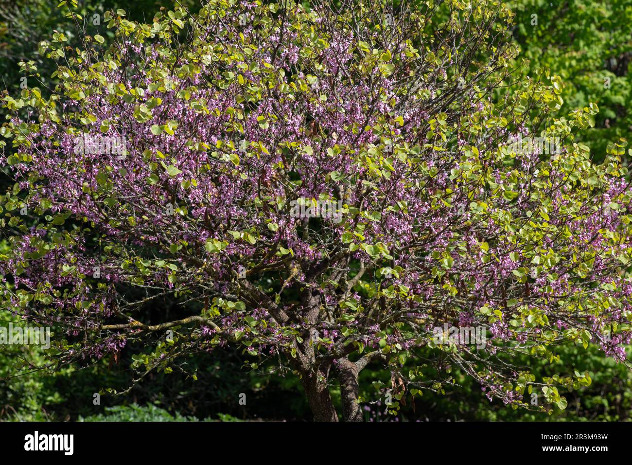 Pea tree hi-res stock photography and images - Alamy