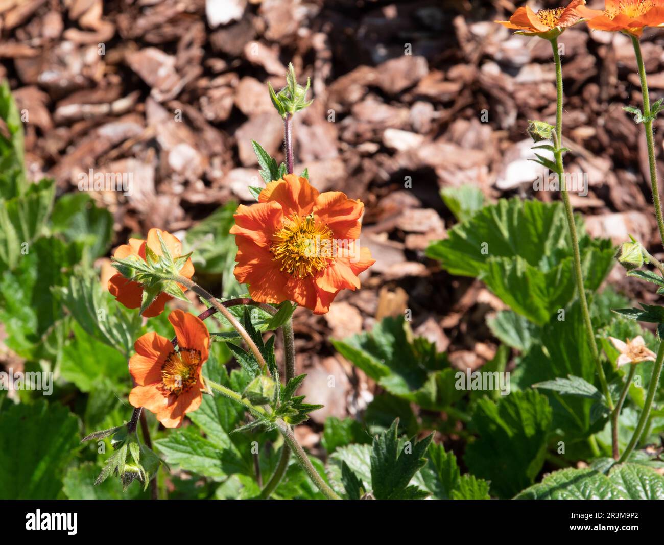 Geum coccineum 'Queen of Orange' Stock Photo - Alamy