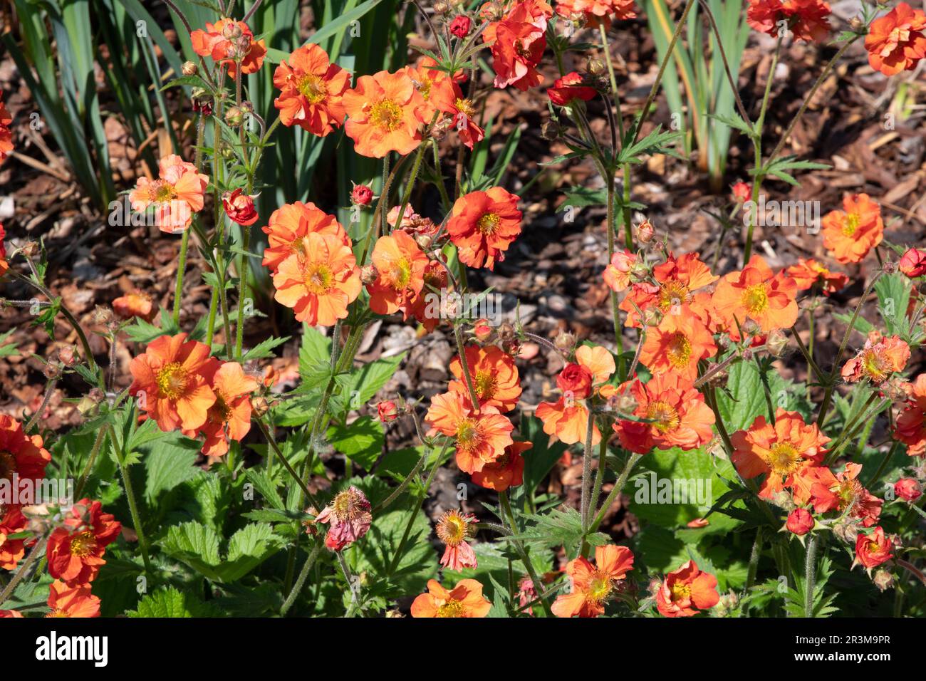 Geum Scarlet Tempest Stock Photo - Alamy