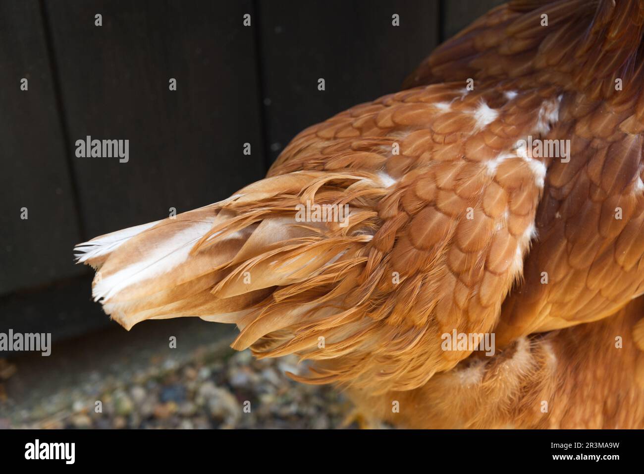 tail of a pet chicken Stock Photo - Alamy