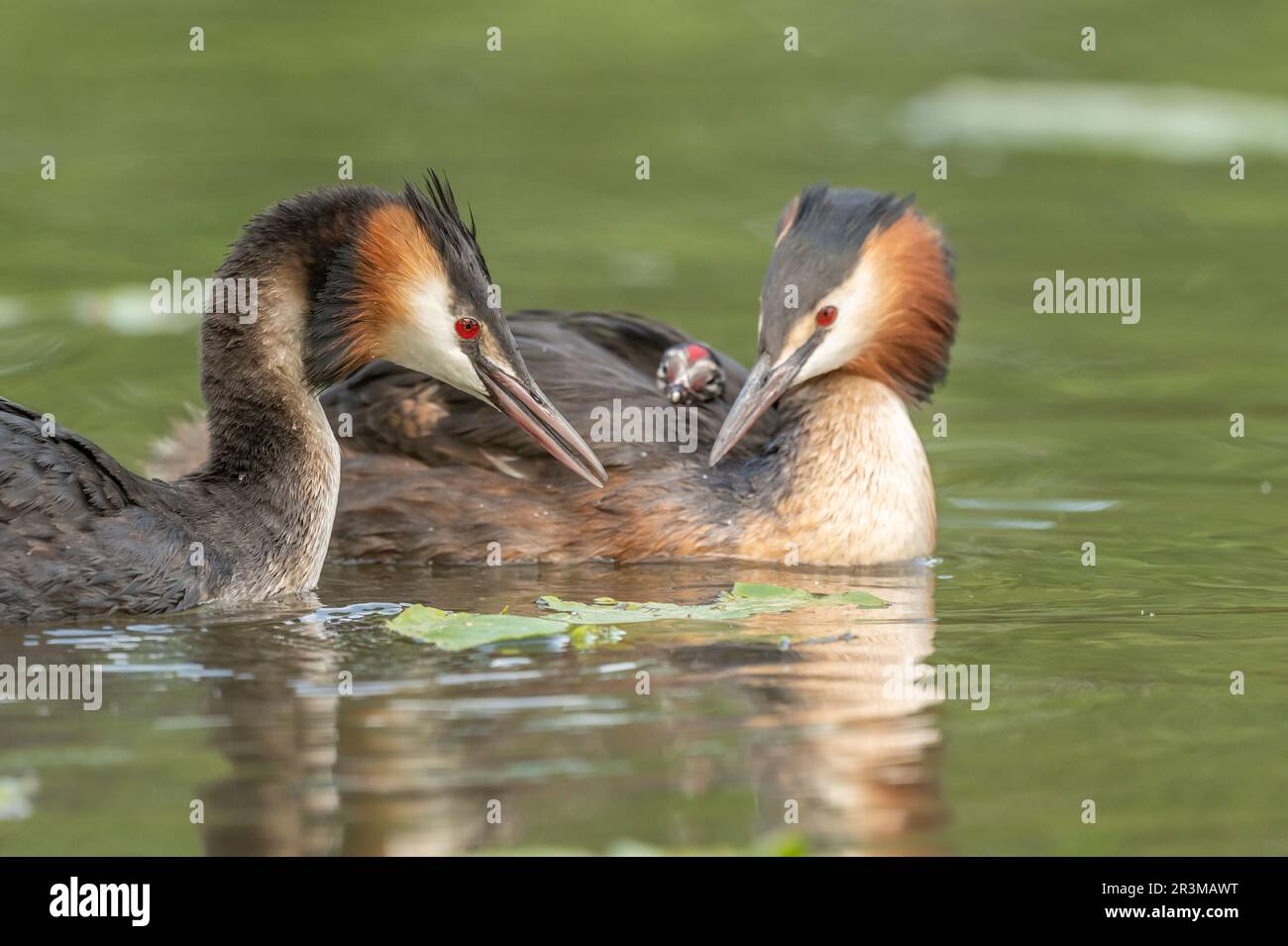 Couple of great crested grebe (Podiceps cristatus) in courtship display ...