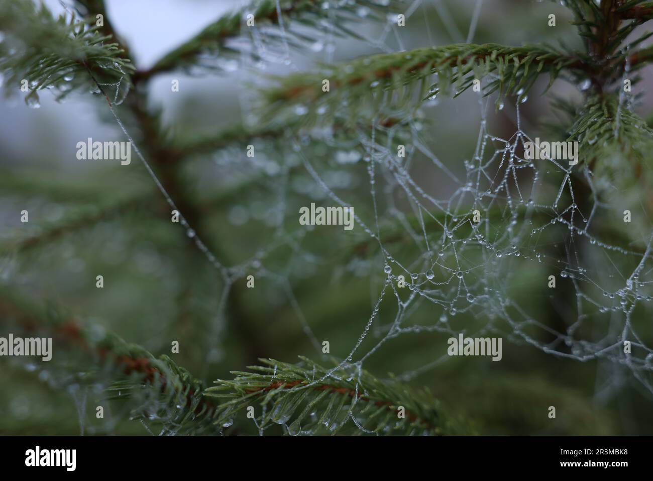 Cobweb on fir tree hi-res stock photography and images - Alamy