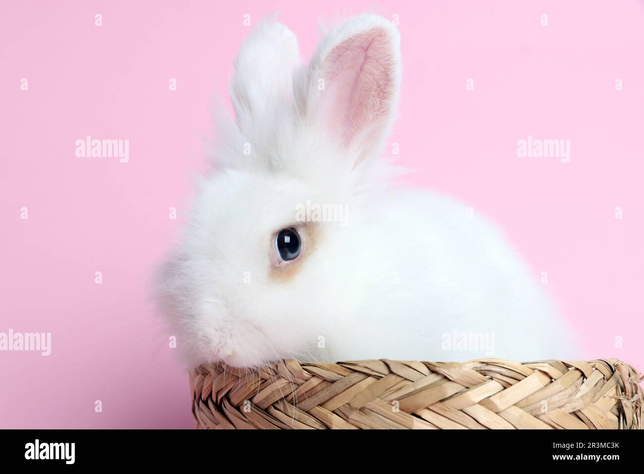 Fluffy white rabbit in wicker basket on pink background. Cute pet Stock ...