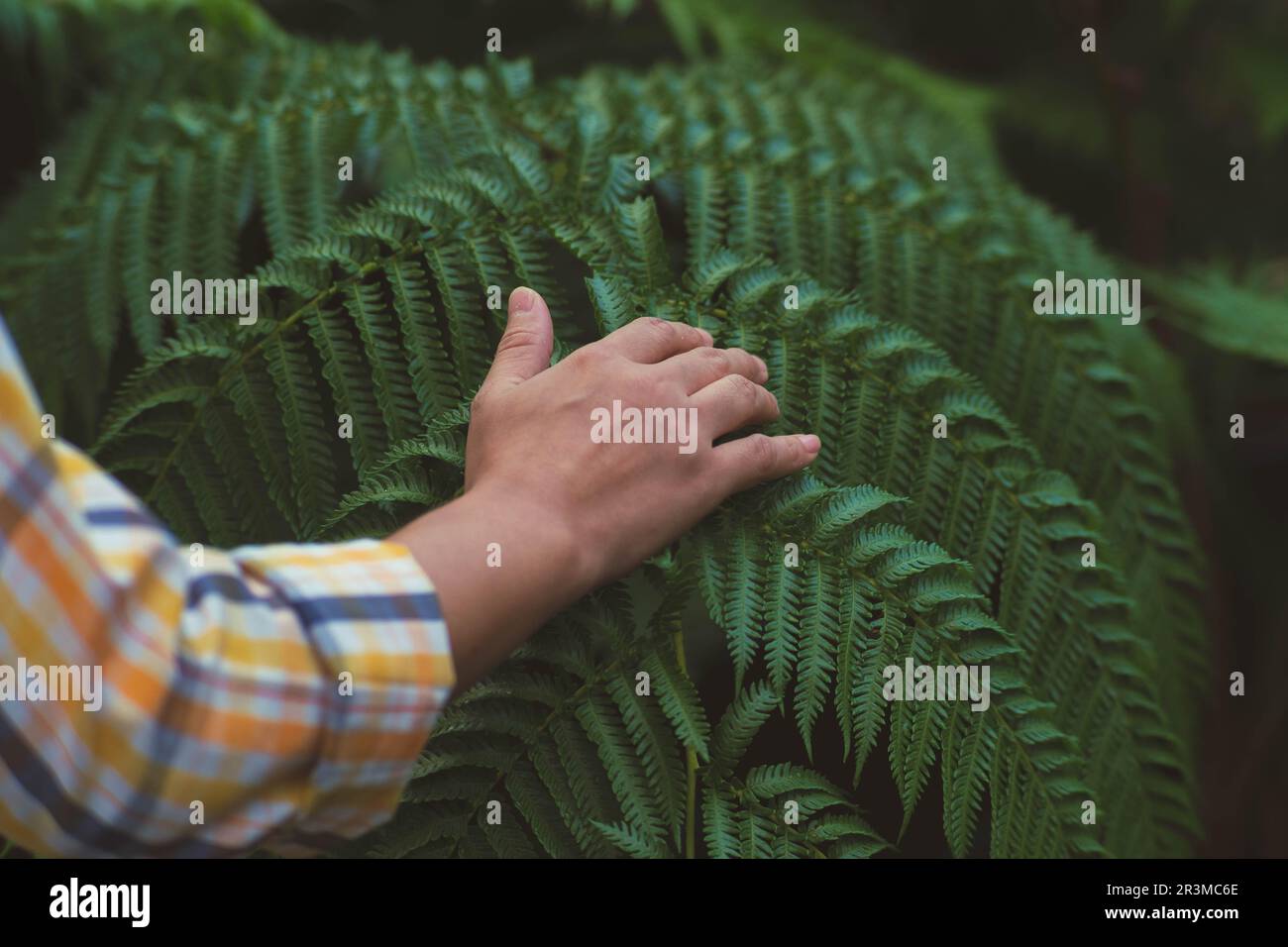 Close-up of young female farmer hand caring for ferns in pots in ...