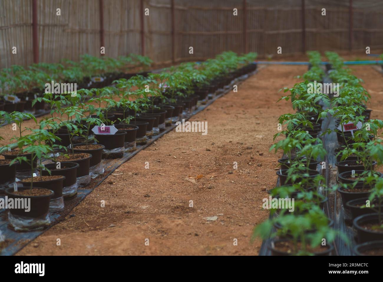 Rows of tomato seedlings in pots in a greenhouse. Tomato seedlings are ...