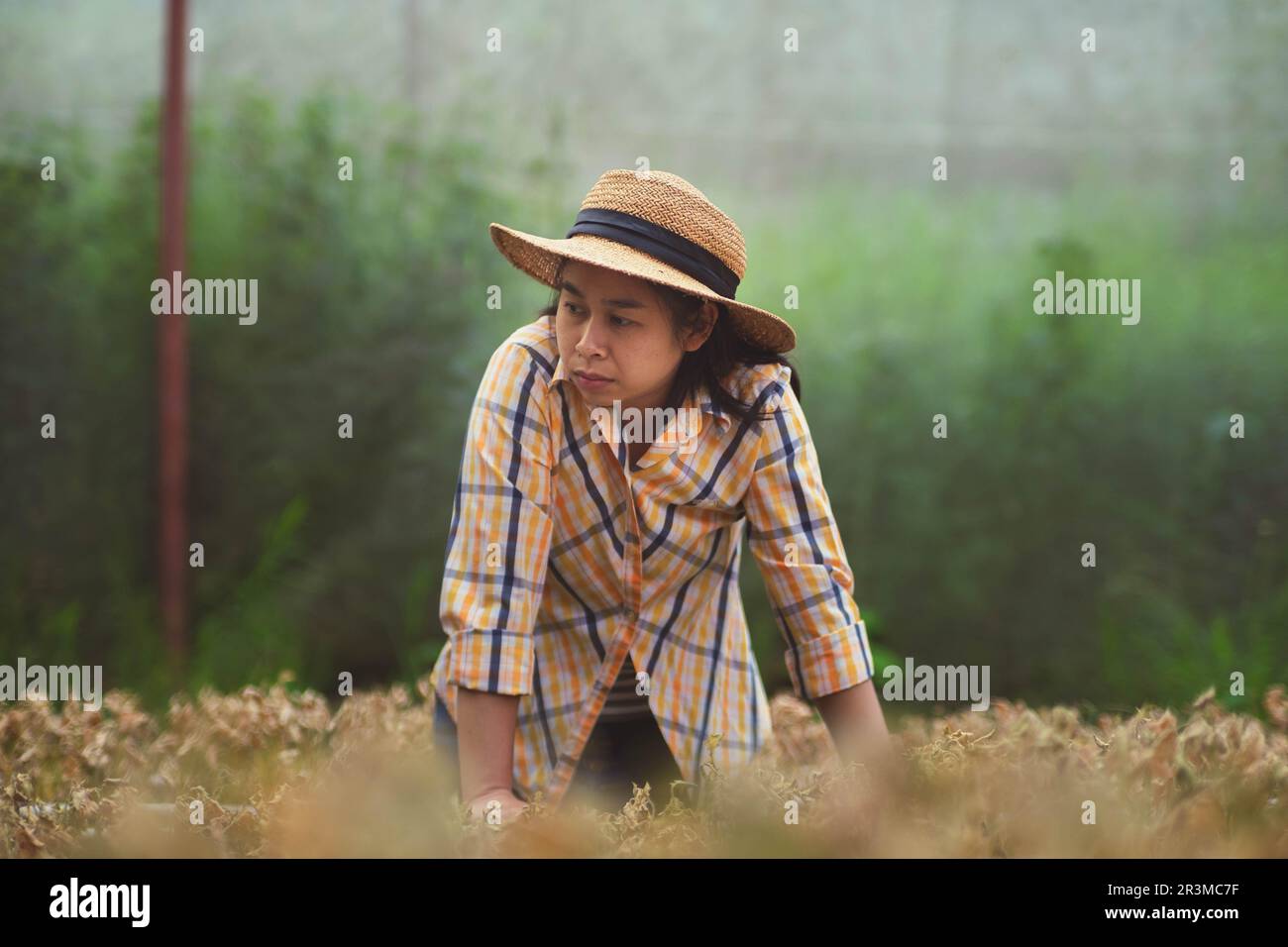 Sad woman farmer looking at dead seedlings in nursery. Failure concept ...