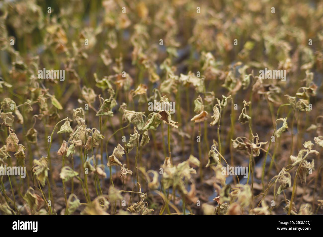 Close up of a dead sapling in a greenhouse. Failure concept of ...