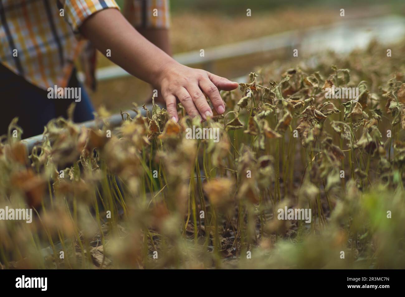 Sad woman farmer looking at dead seedlings in nursery. Failure concept ...