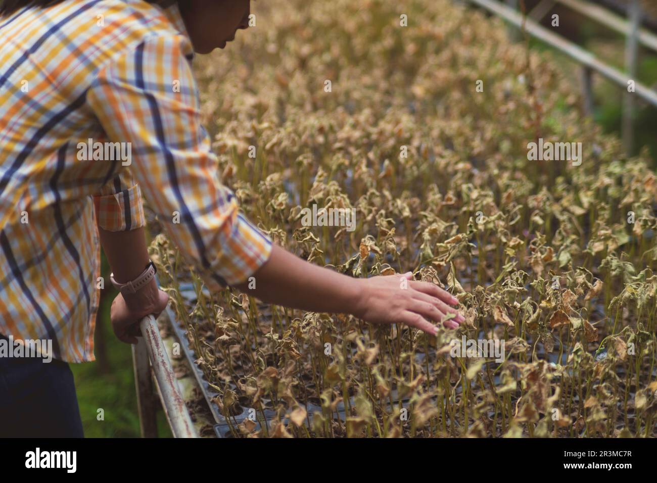 Sad woman farmer looking at dead seedlings in nursery. Failure concept ...