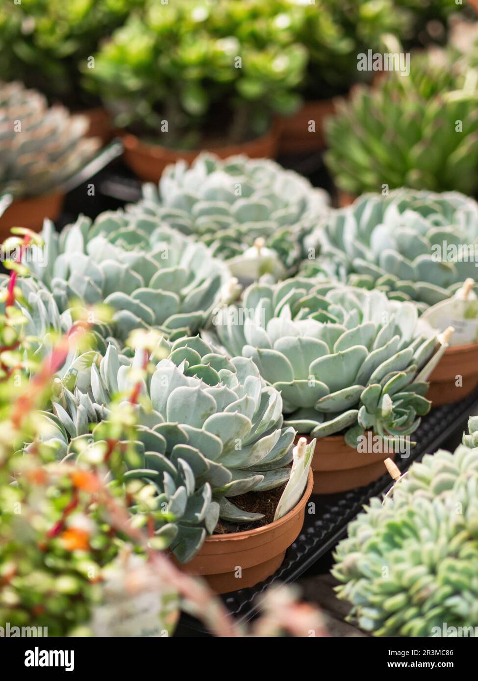 Various succulent plants in pots in garden shop background. Front view ...
