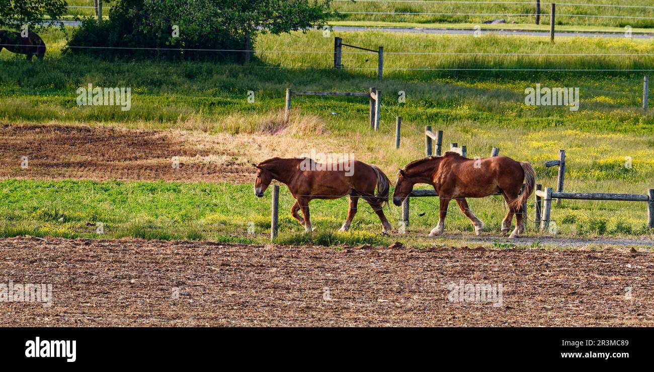 2 horses on farm; walking; green grass; yellow wildflowers; trees ...