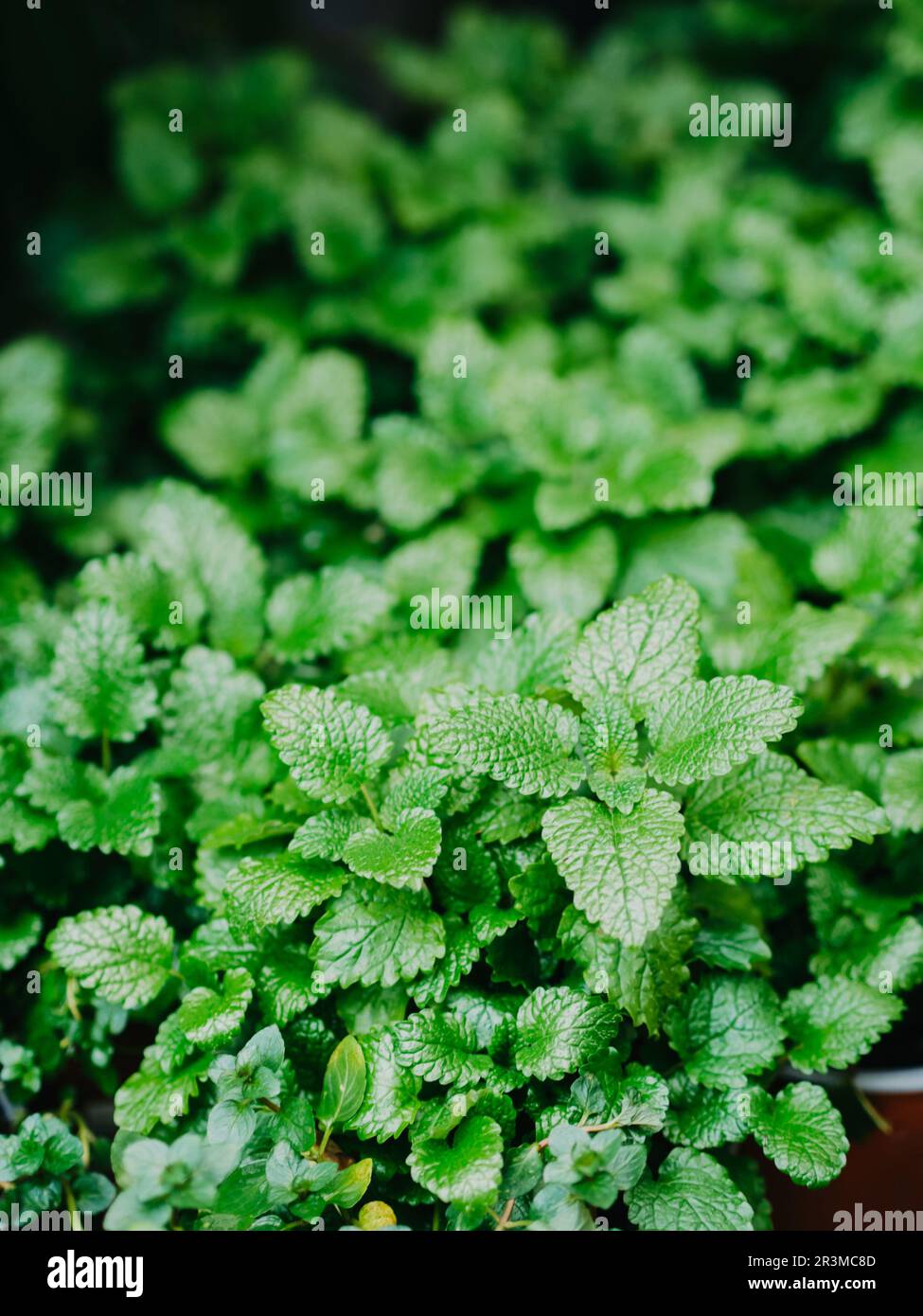 Mint plant grow hi-res stock photography and images - Alamy