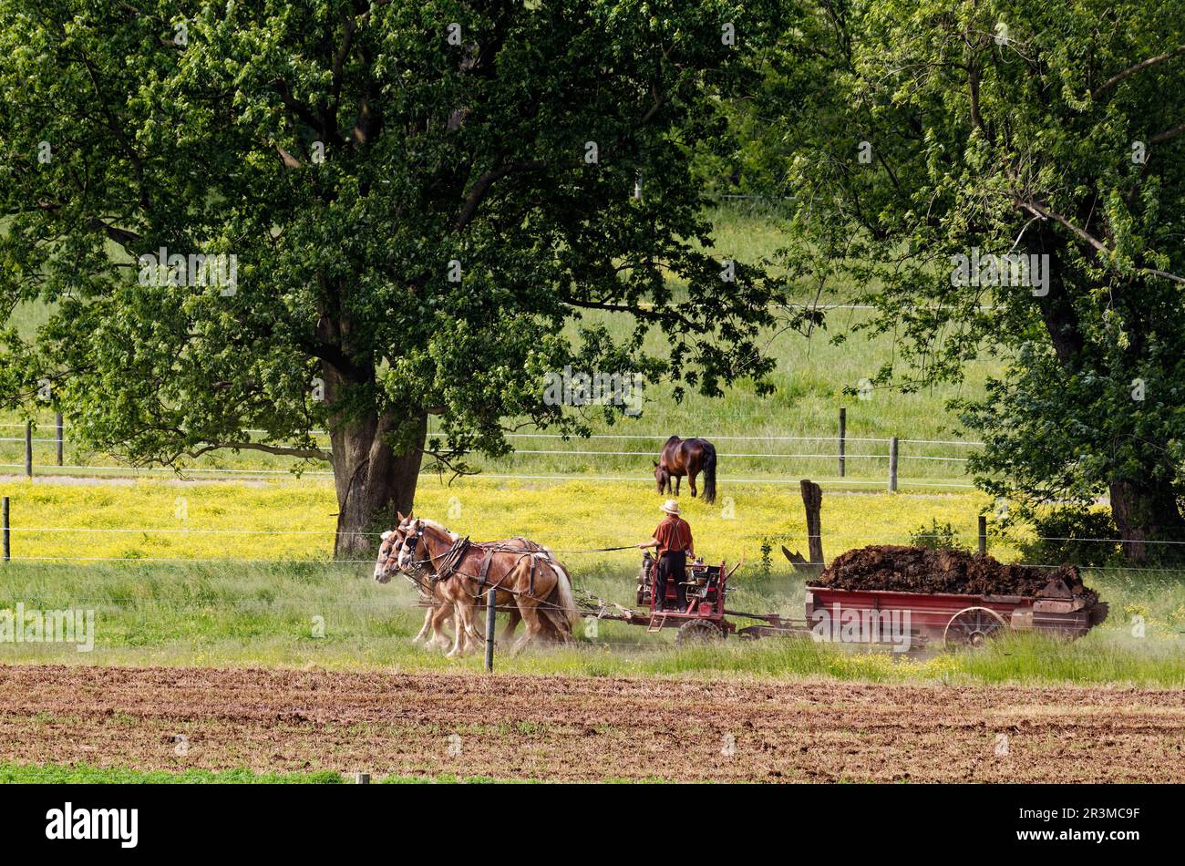 Amish farmer working, 4 horses pulling equipment, raising dust ...