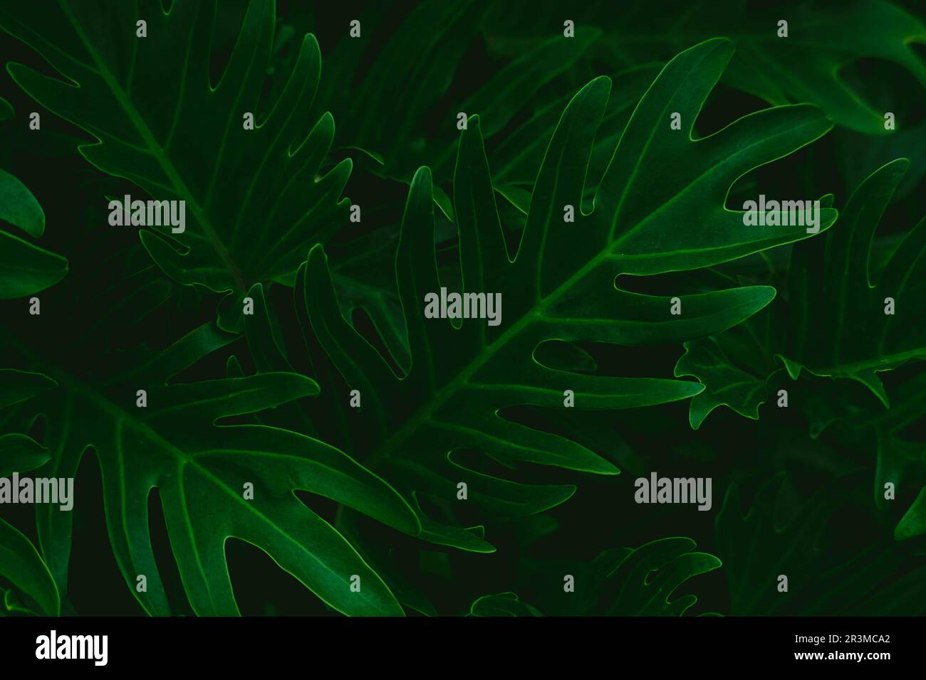 Perfect natural green leaf pattern. Background of exotic dark green ...