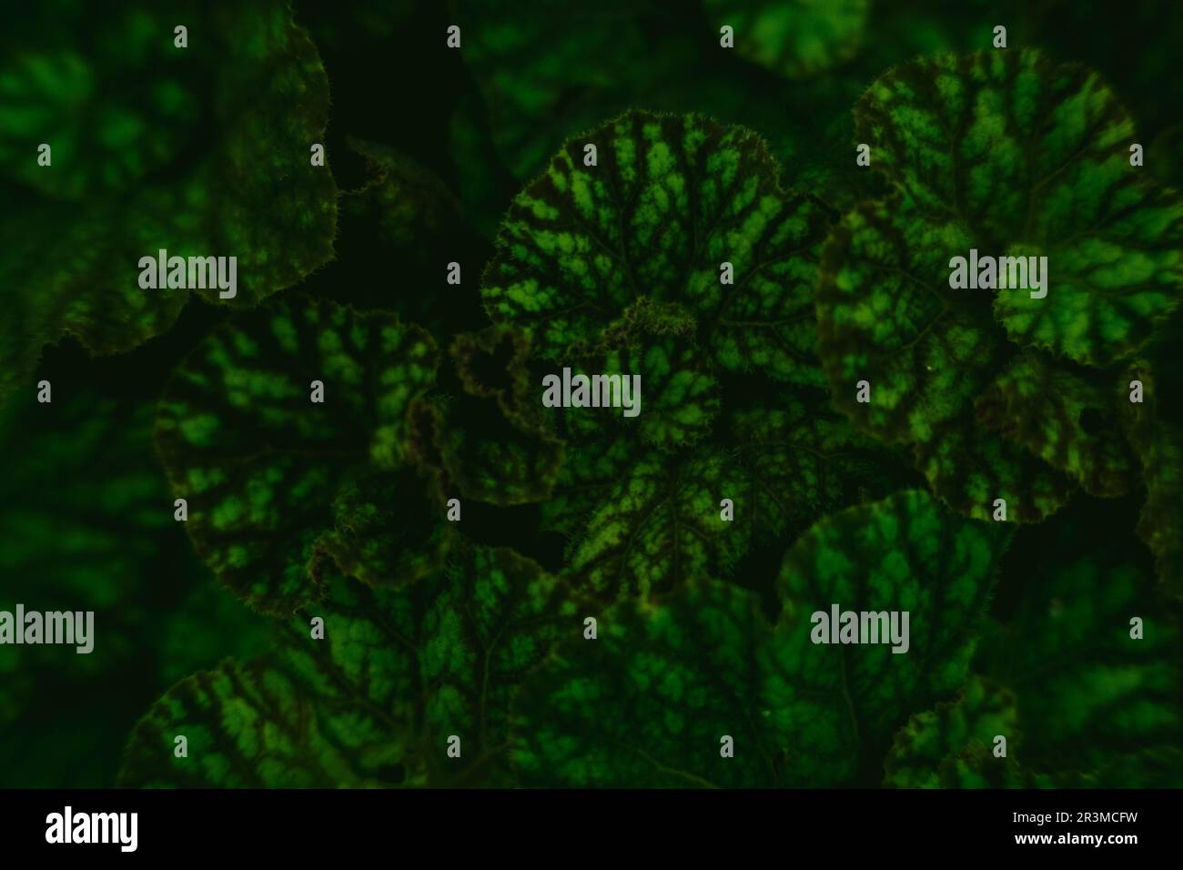 Perfect natural green leaf pattern. Background of exotic dark green ...