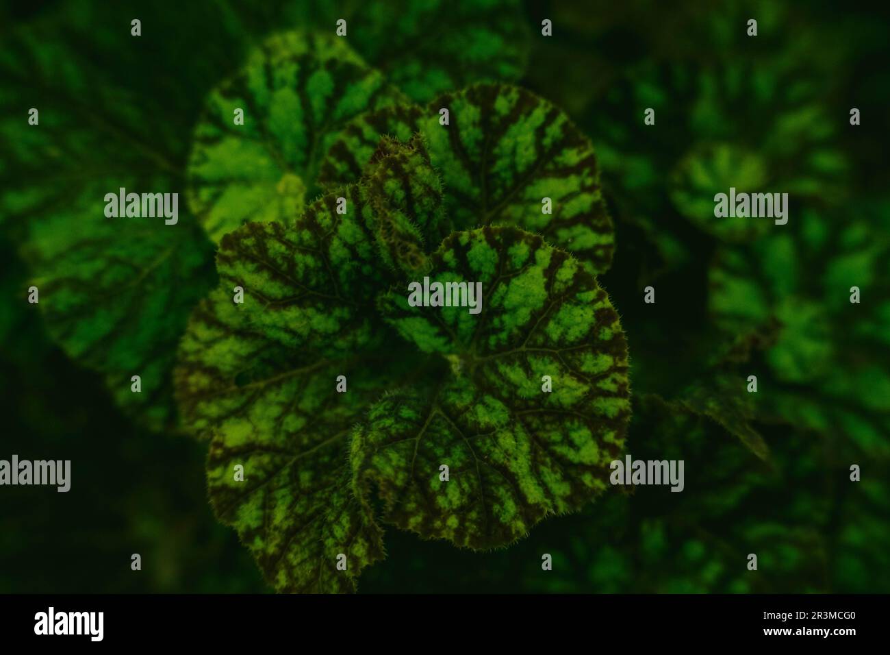Perfect natural green leaf pattern. Background of exotic dark green ...