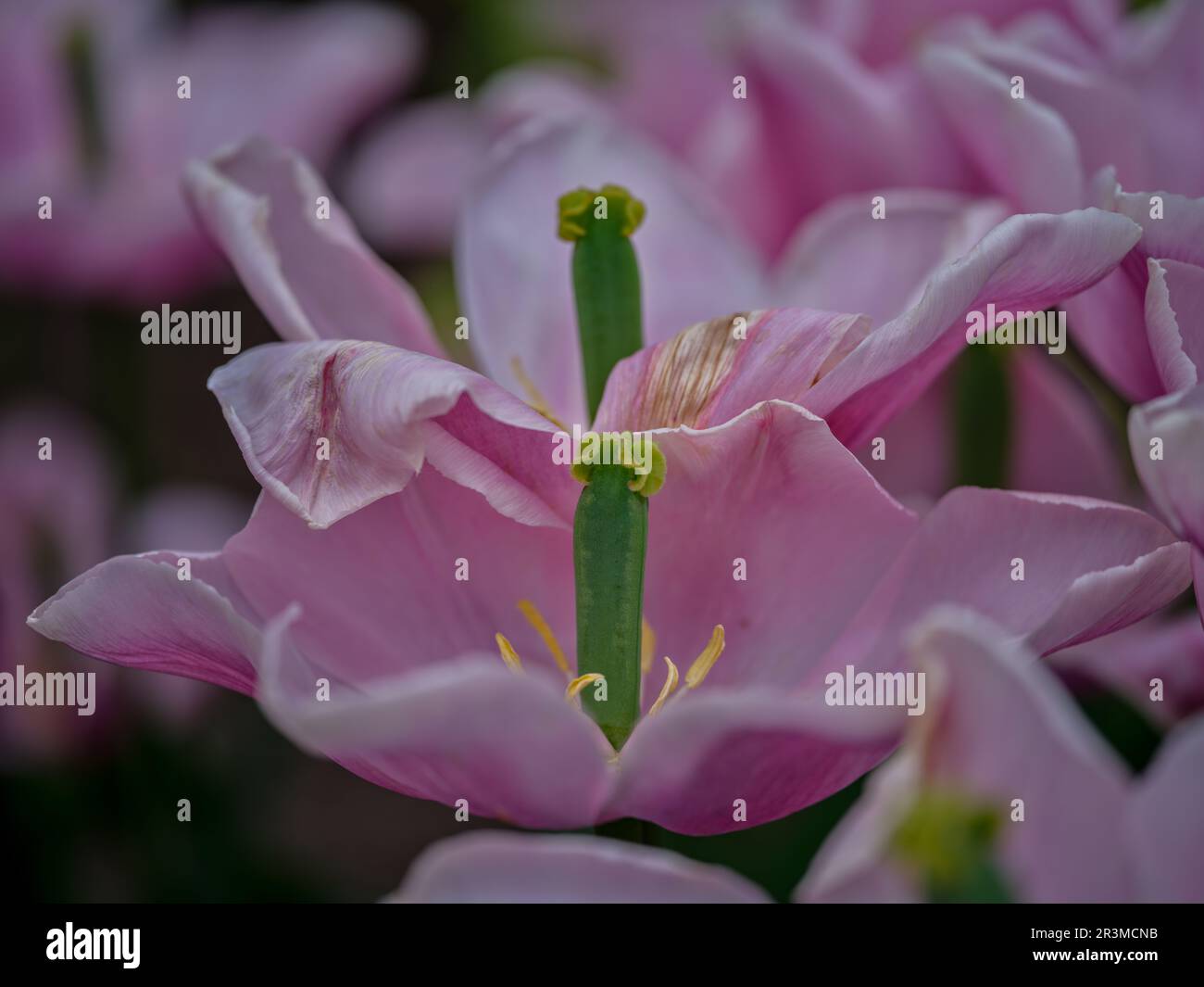 Fancy tulip close up Stock Photo - Alamy