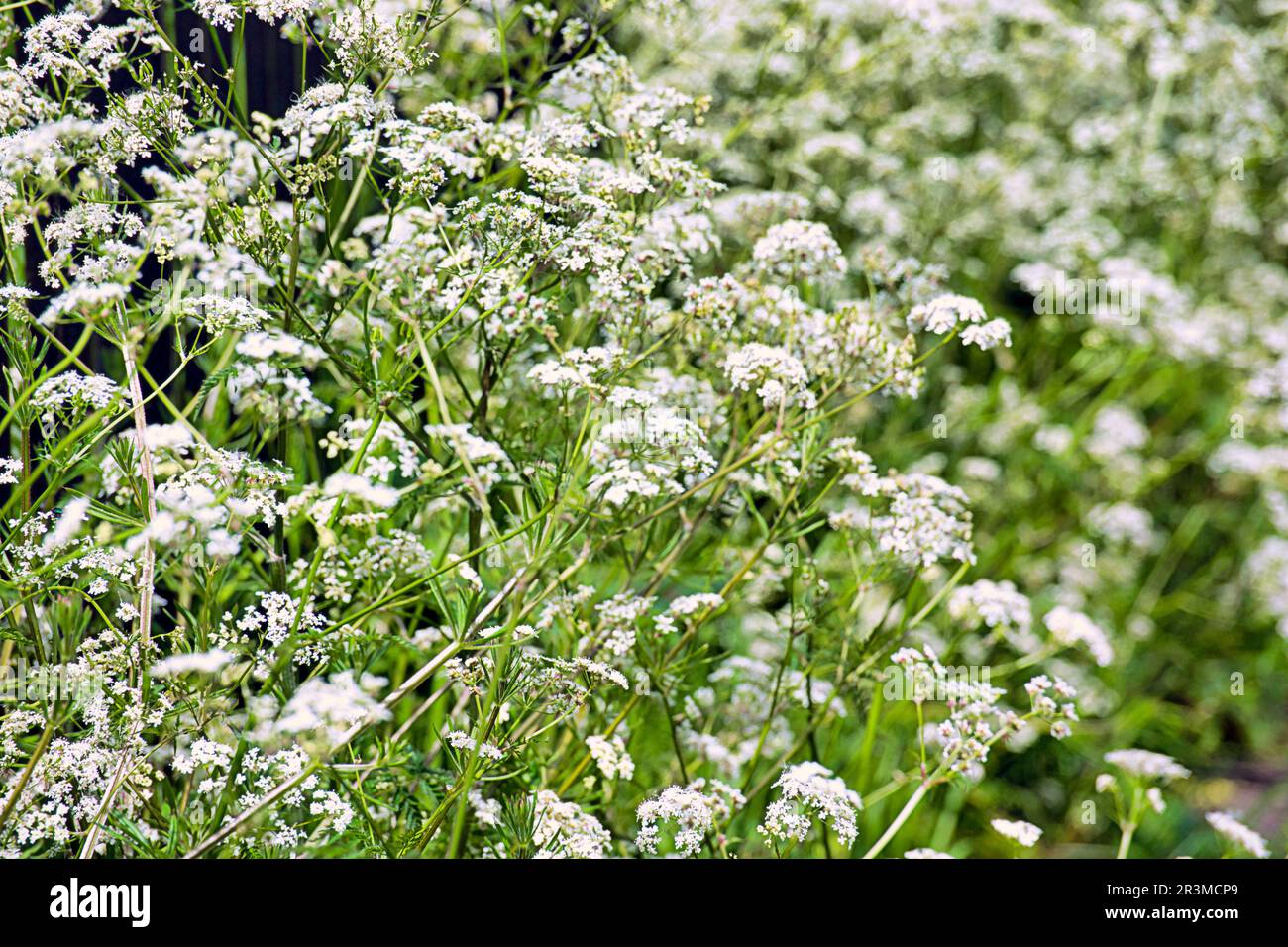 Wild Cow Parsley flowers (Anthriscus sylvestris Stock Photo - Alamy