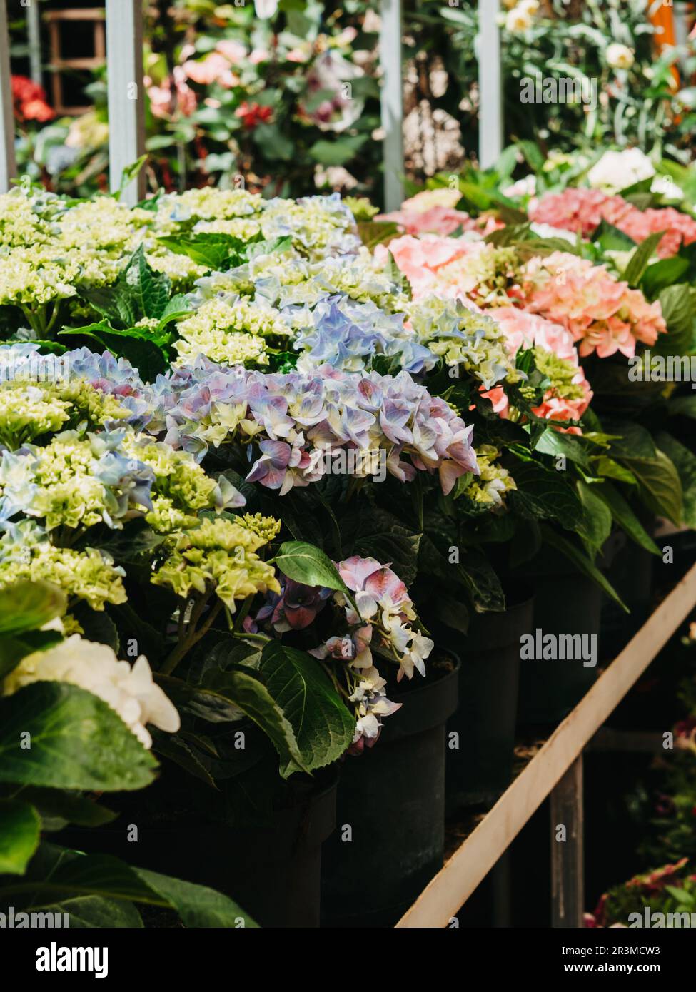 Beautiful blooming pink and blue Hydrangea flowers garden plants in ...