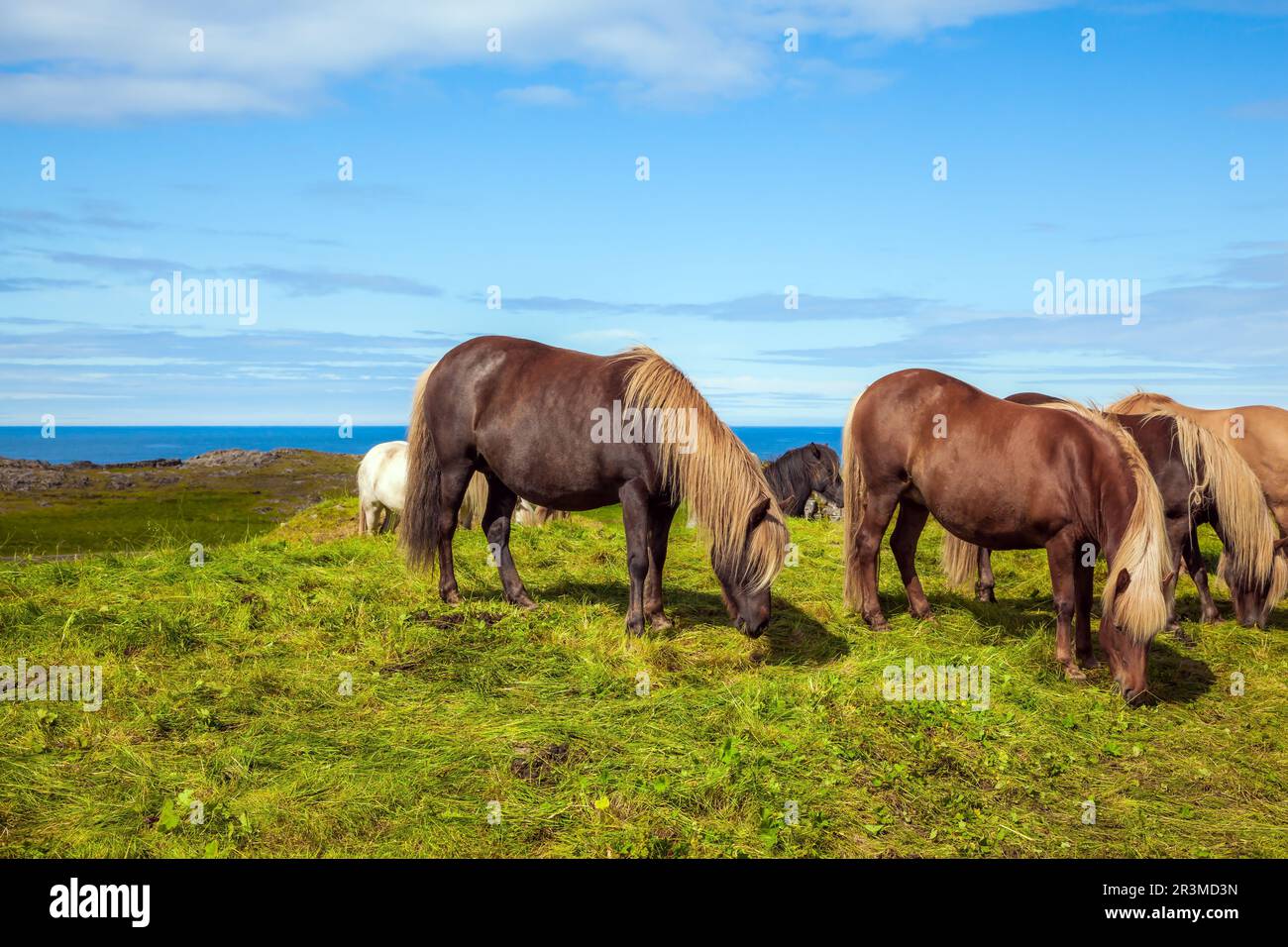 Group wild horses grazes hi-res stock photography and images - Alamy