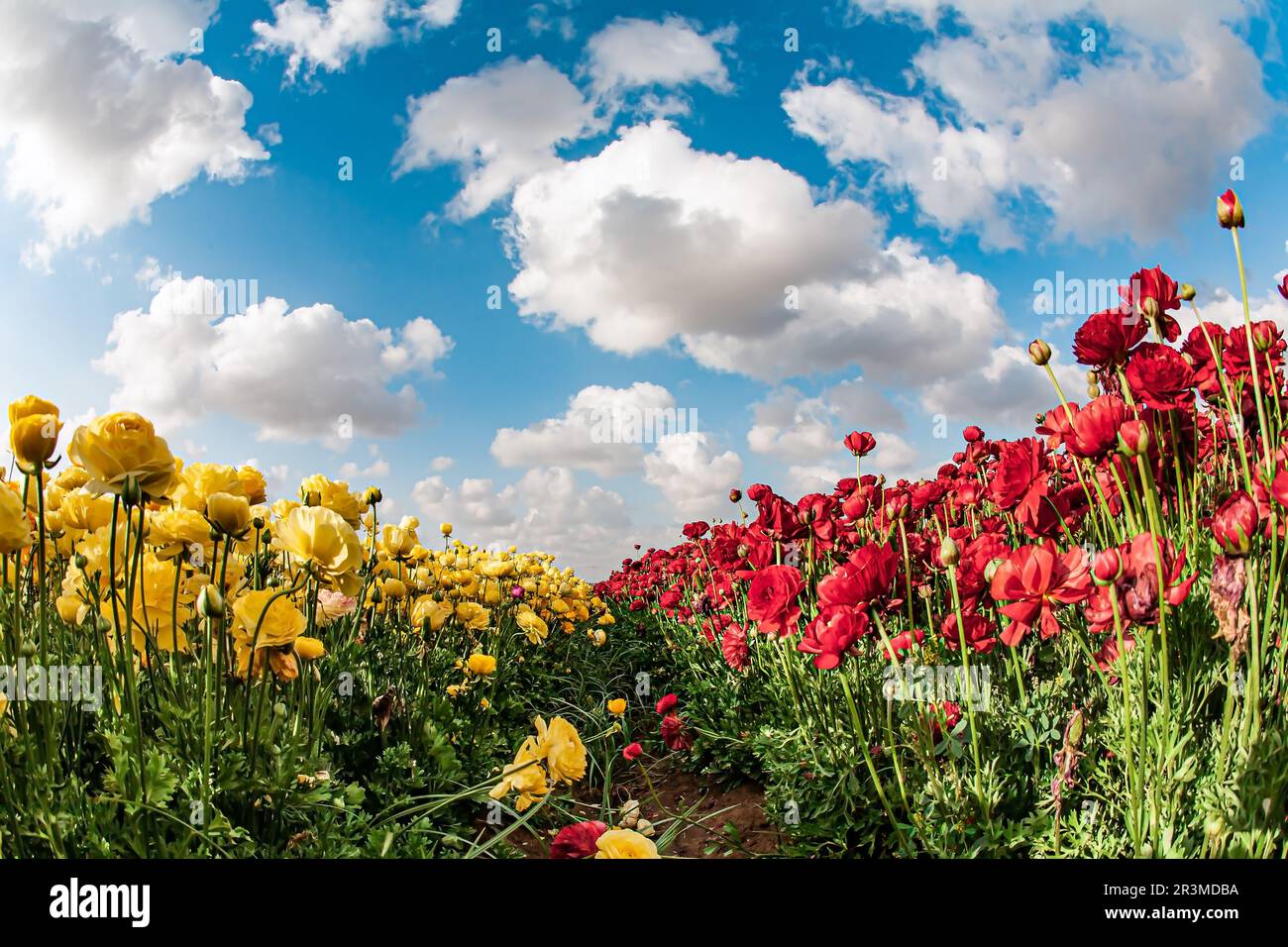 Garden buttercups hi-res stock photography and images - Alamy