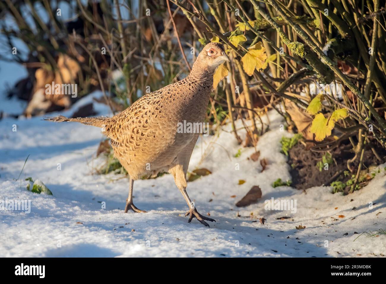 Hen body hi-res stock photography and images - Alamy